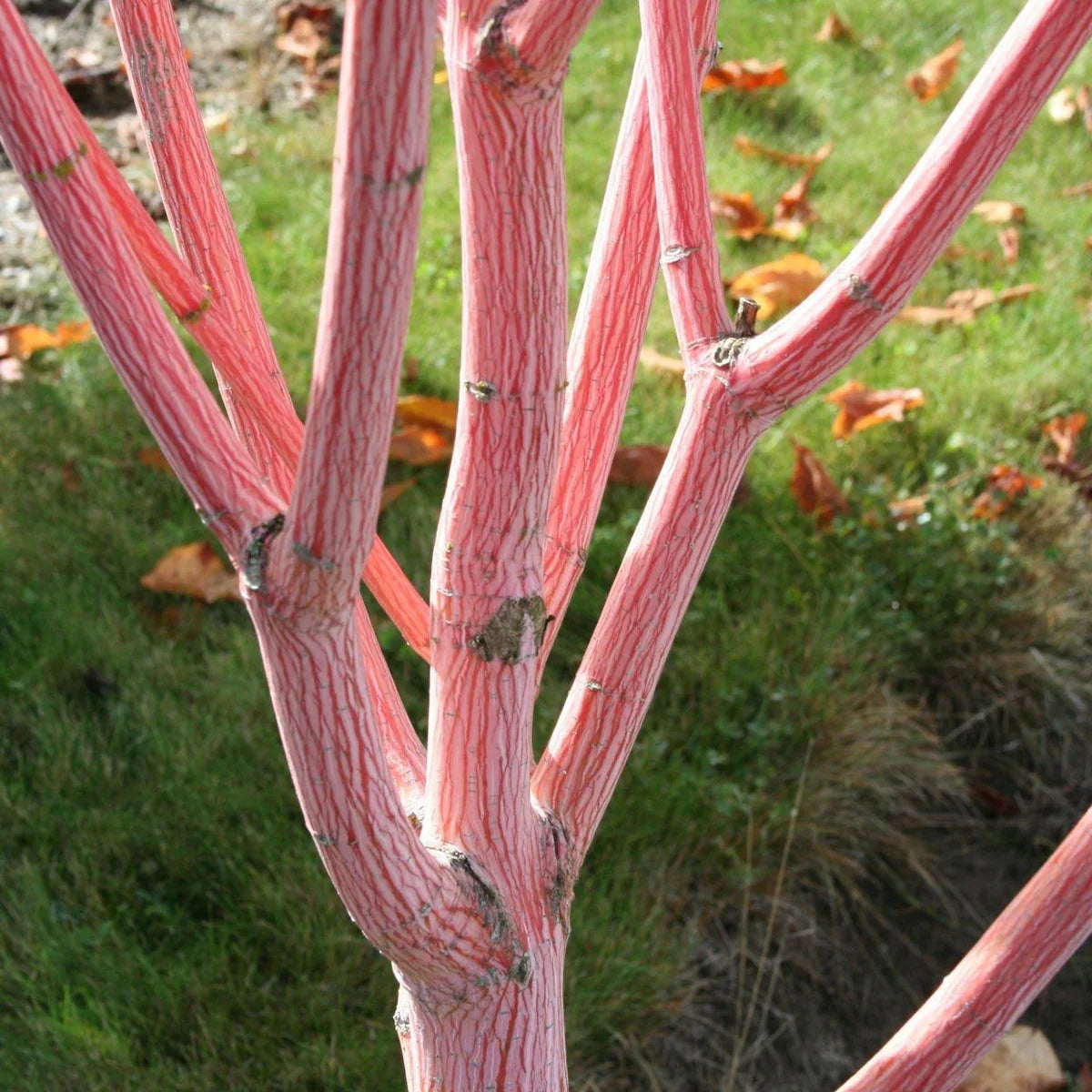 Phoenix – The Rock Crest Gardens Nursery