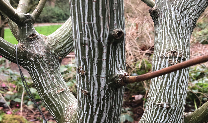 Joe Witt – The Rock Crest Gardens Nursery