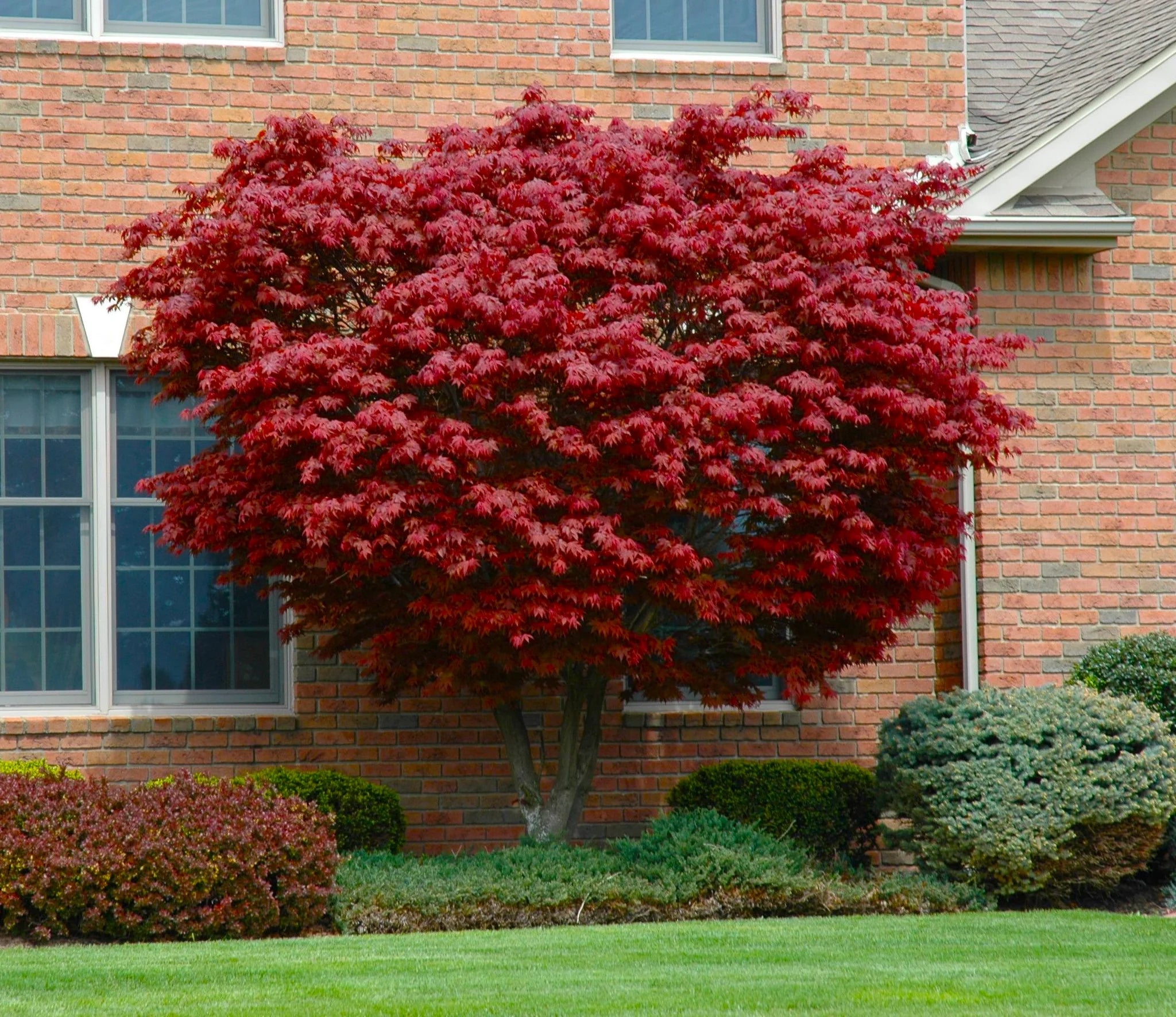 Bloodgood – The Rock Crest Gardens Nursery