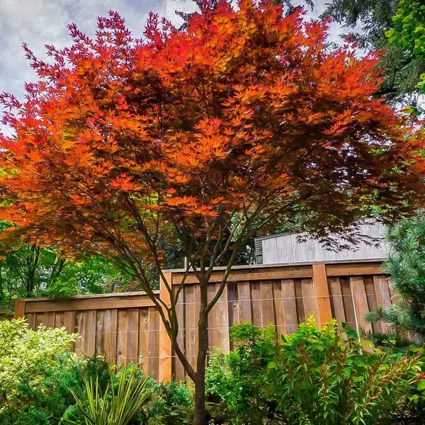 Fireglow – The Rock Crest Gardens Nursery